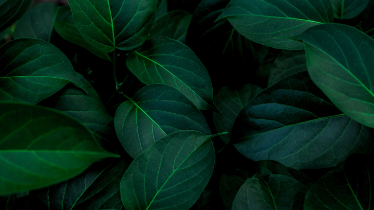 BERANDA - UTGU - Universitas Terbuka Green University